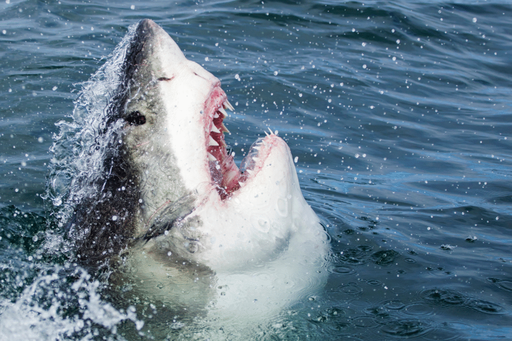 New – Jersey’s Unexpected Rise as America’s Shark Coast – NJ Recorder